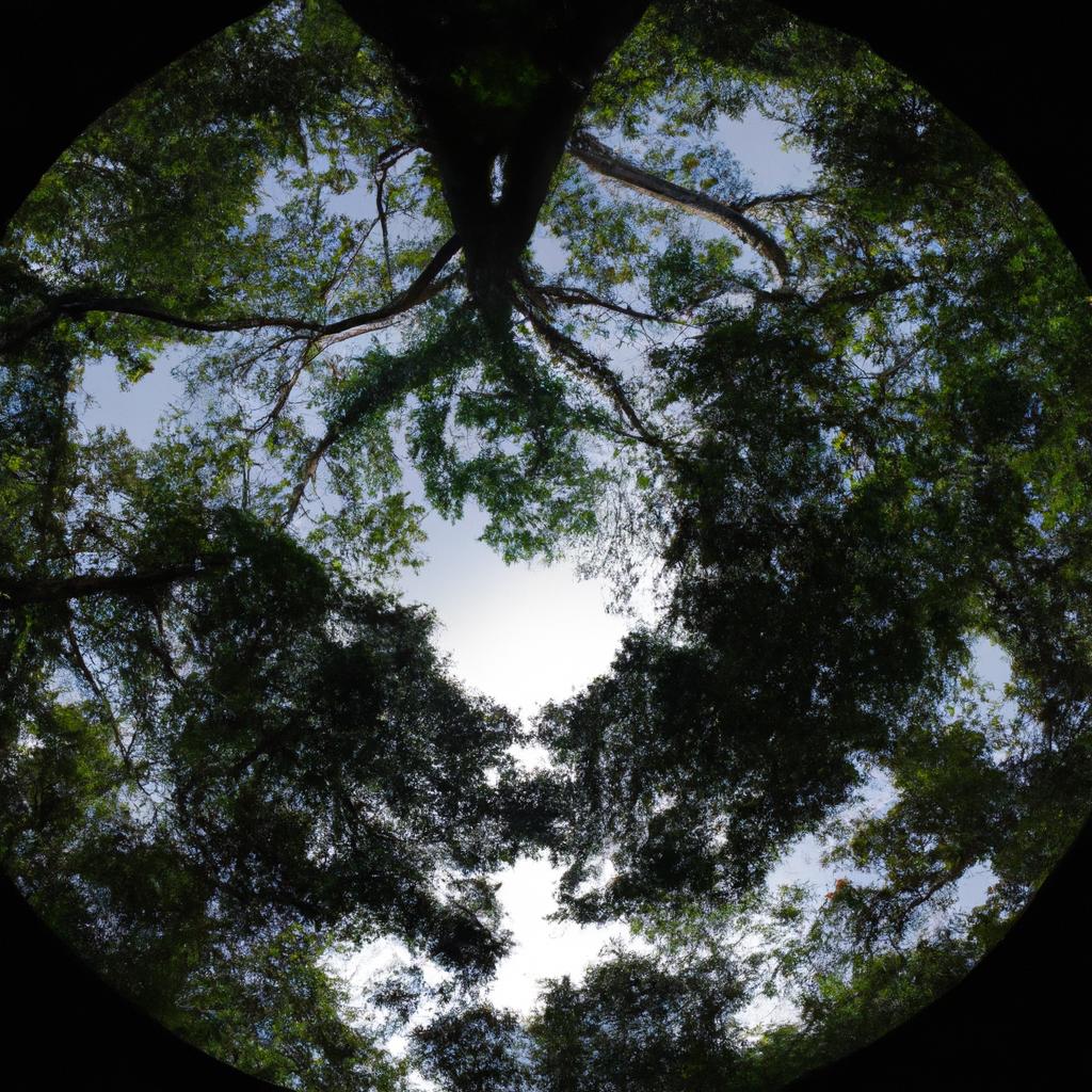 Tree of Life Olympic National Park: The Majestic Old-Growth Tree - TooLacks