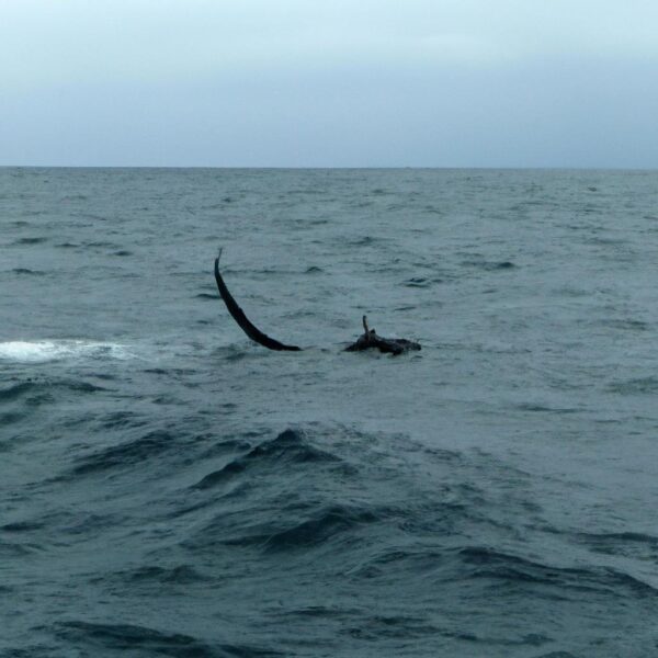Sea Serpent France: The Mysterious Legend of the Bête de l'Estuaire ...