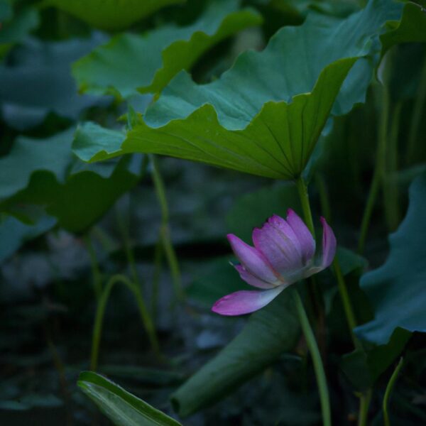 The Chinese Lotus Symbol: Understanding Its Significance - TooLacks