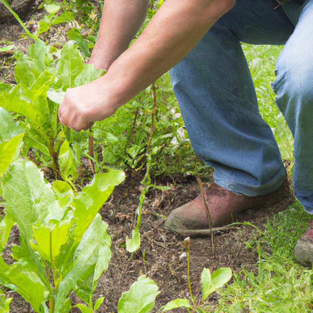 Garden Weed Control: Tips and Methods for a Healthy Garden - TooLacks