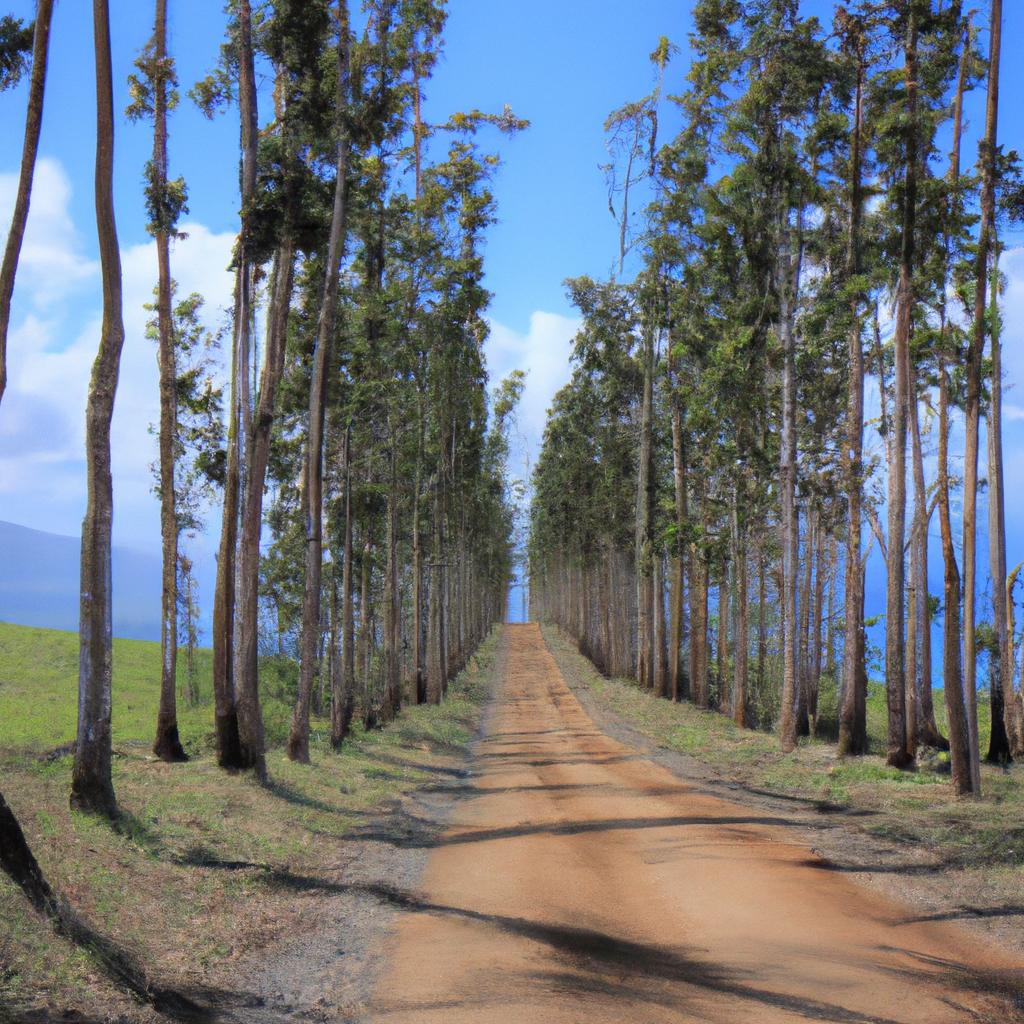 Hawaii Eucalyptus Trees: A Brief Introduction - TooLacks