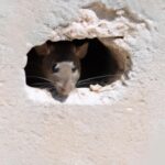 Rat Move: Understanding the Behavior and Movements of Rats - TooLacks