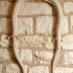 The Skeleton of a Snake: A Fascinating Study of Adaptation - TooLacks