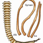 Snake Bone Structure: The Anatomy and Adaptations of Snake Bones - TooLacks
