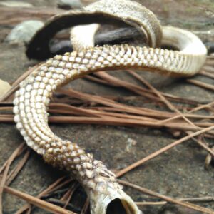 Snake Skeleton: A Window to Understanding the Inner Workings of These ...