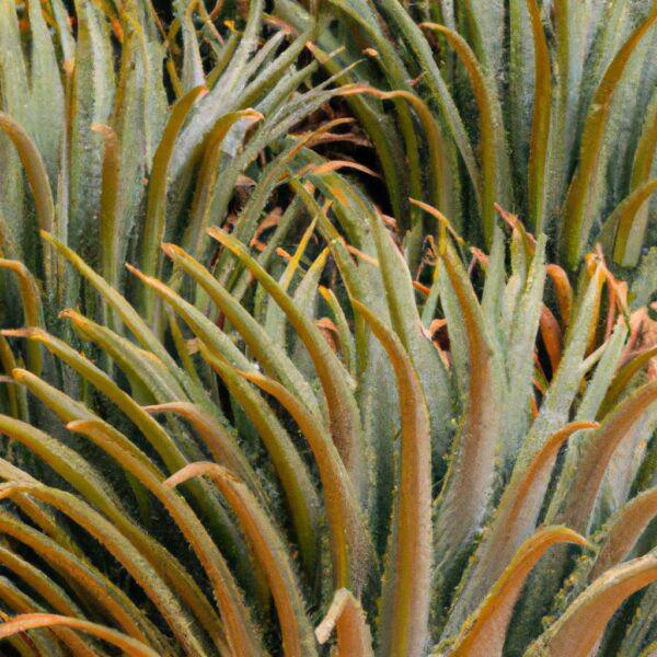 Socotra Dragon Tree: The Iconic Symbol of an Enchanted Island - TooLacks