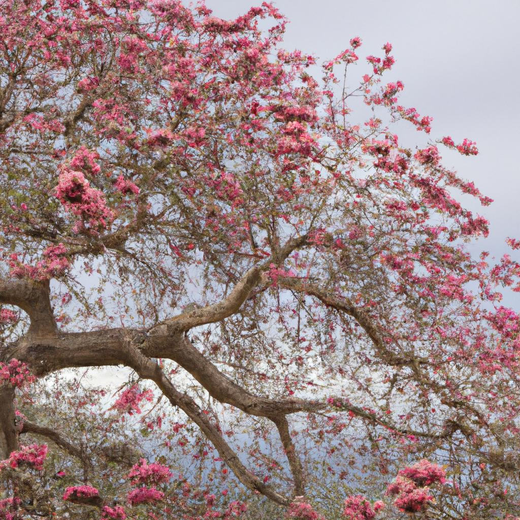 The Socotra Tree: A Natural Wonder in the Ecosystem - TooLacks