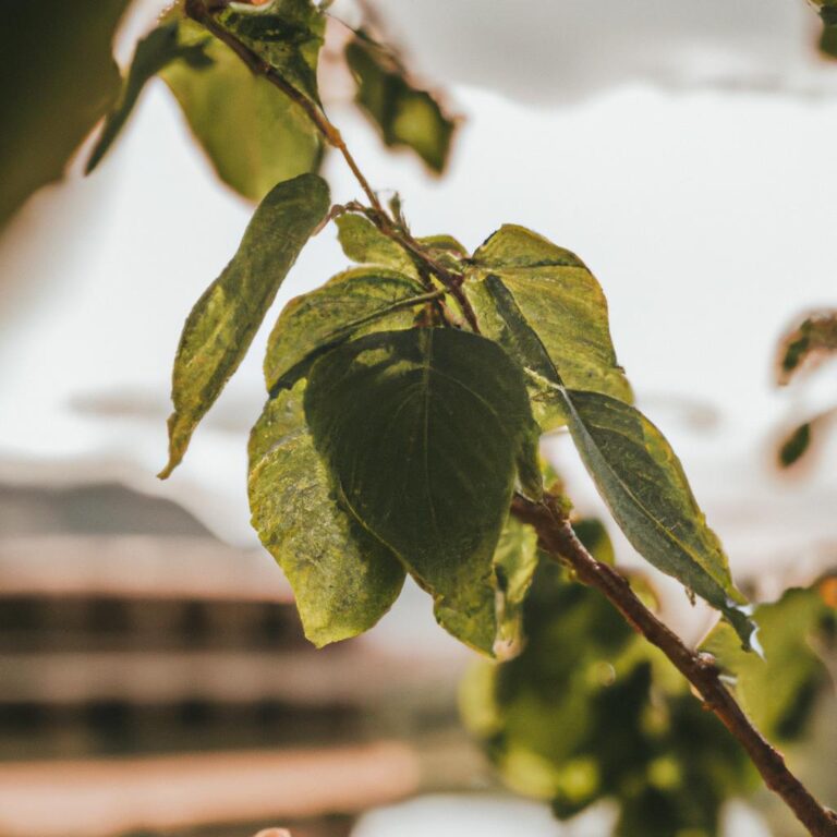 Tree of Life Seattle: A Guide to Seattle's Iconic Natural Wonder - TooLacks